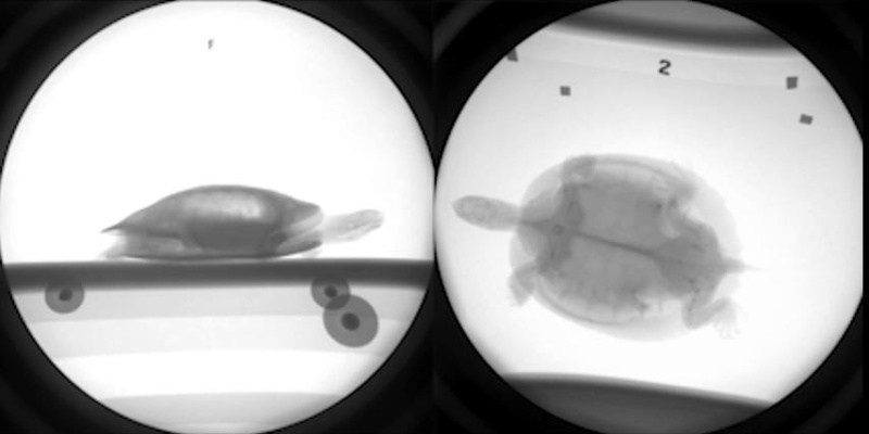 A Hip Turtle Swings Its Pelvis | ClemsonTV